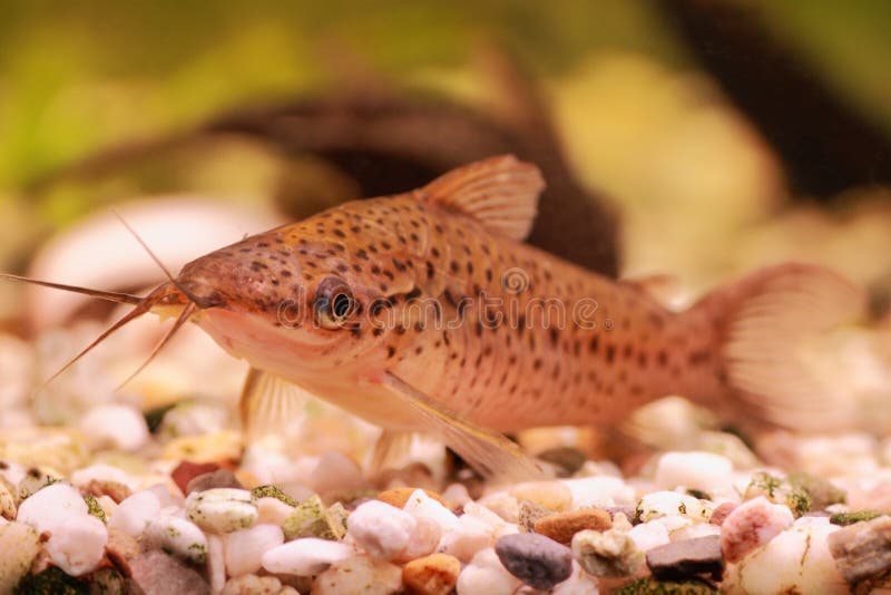 Spanner barb fish stock photo. Image of fish, puntius - 3988572