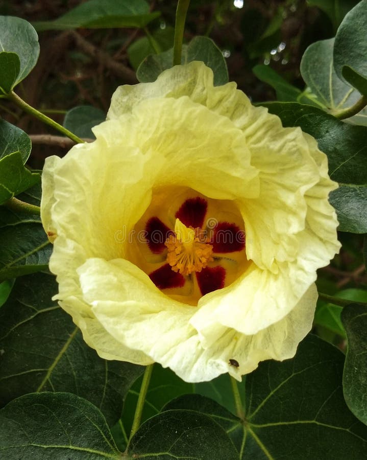 Portia flower stock photo. Image of asia, white, thai - 32236754