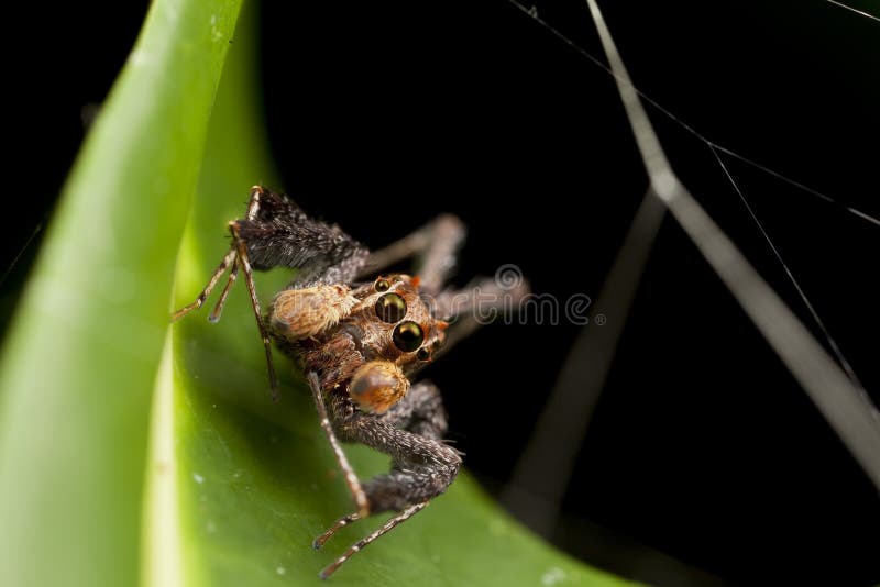 Portia Spider Smartest Spider World Stock Photos - Free & Royalty-Free ...