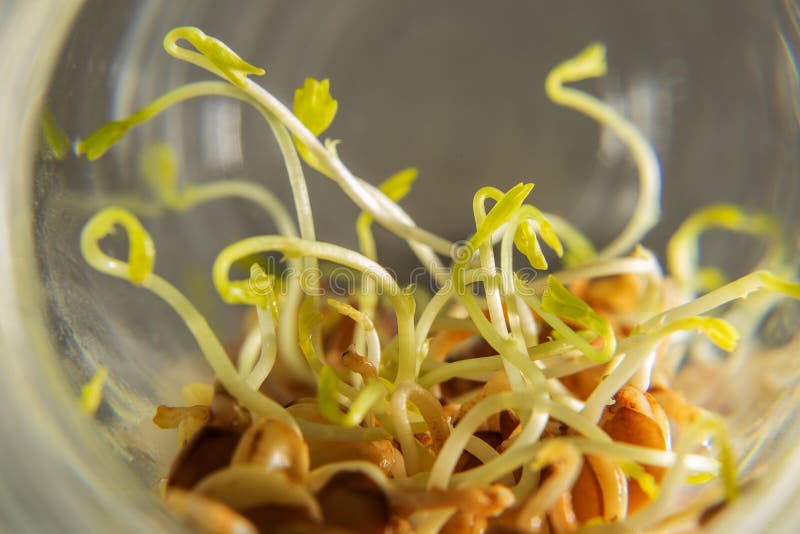 Portion of Bean Sprouts Inside Glass. Stock Photo - Image of legume ...
