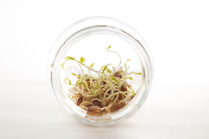 Portion of Bean Sprouts Inside Glass. Stock Photo - Image of growth ...