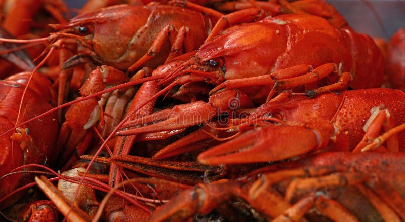 Portion of Cooked Red Crawfish Platter Close Up Stock Image - Image of ...