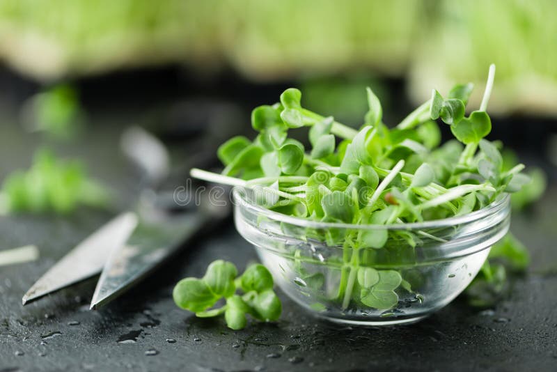 Portion of Cutted Cress stock photo. Image of salad, grow - 96076892