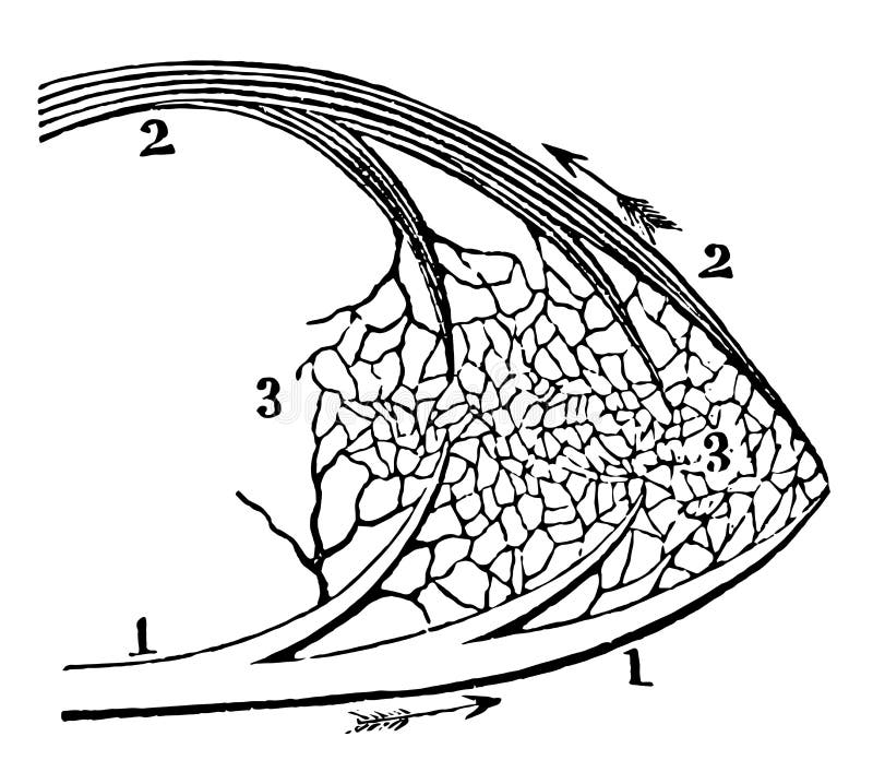 A Portion of the Systemic Circulation, Vintage Illustration Stock ...
