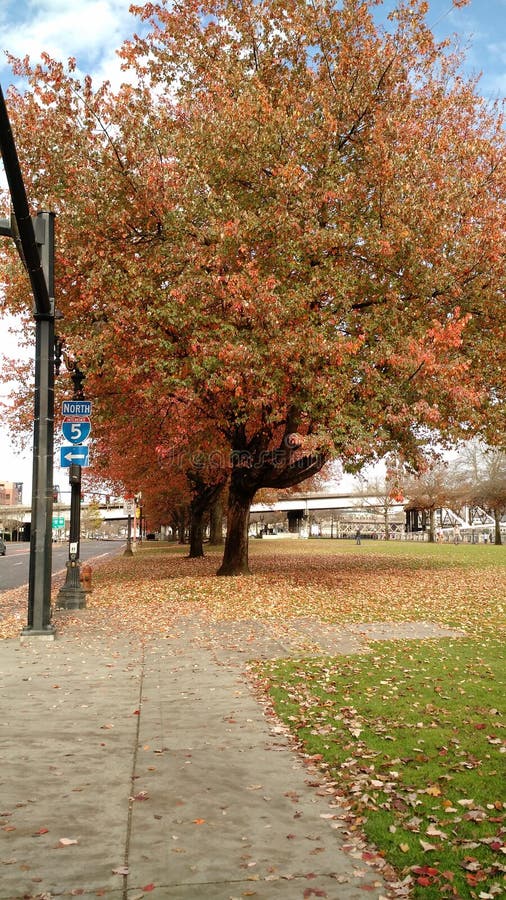 Portland autumn editorial stock image. Image of orange - 84629149