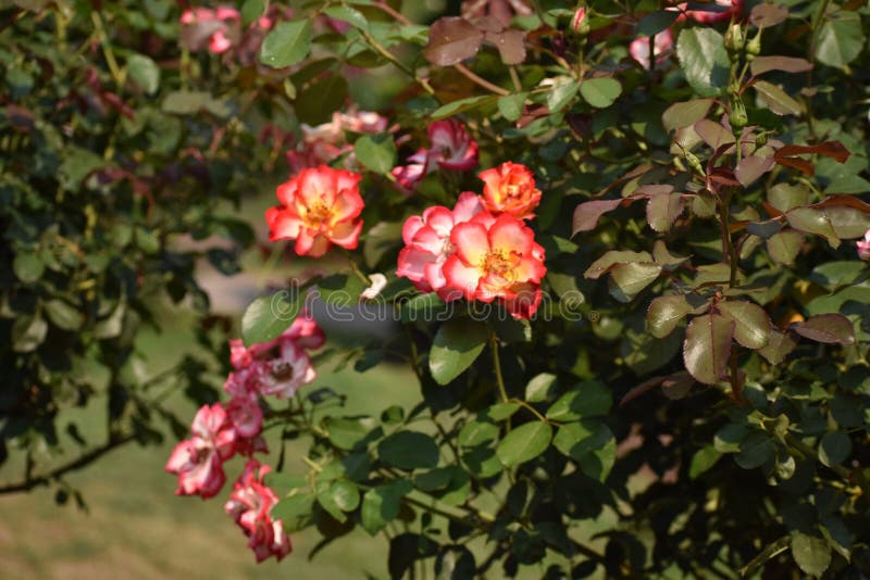 Portland Rose stock photo. Image of garden, oregon, rose - 99140036