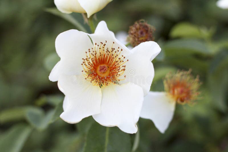 Portland Rose Garden stock photo. Image of spring, rose - 48428772