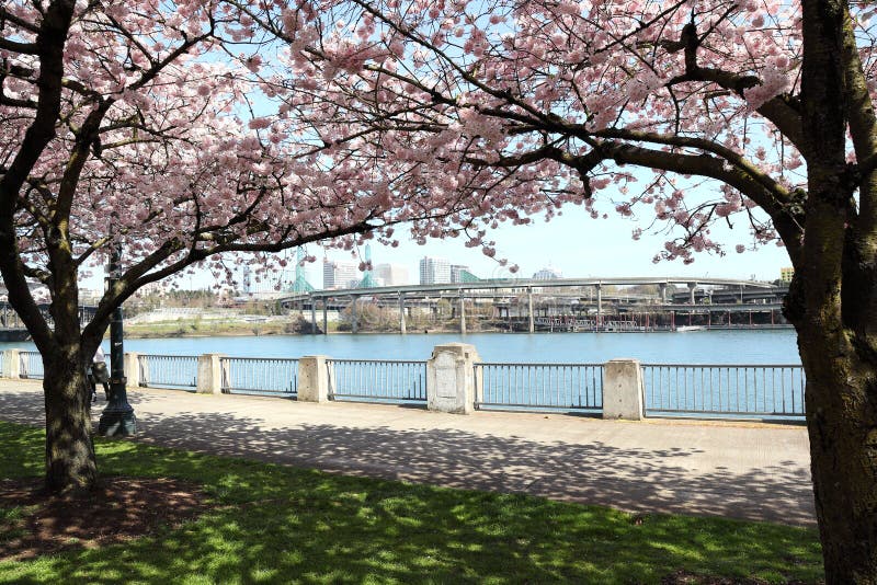 Portland Skyline with Cherry Blossoms Stock Photo - Image of ...