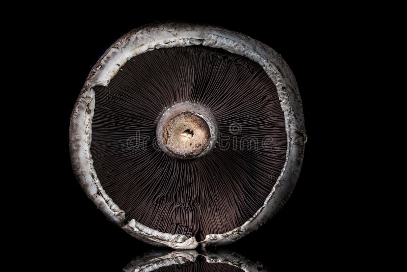 Mushroom Surface Texture Isolated on Black Background, Top View Close ...