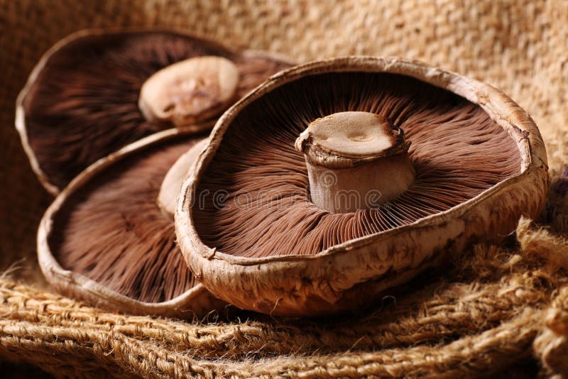 Portobello mushrooms stock photo. Image of three, texture - 8706540