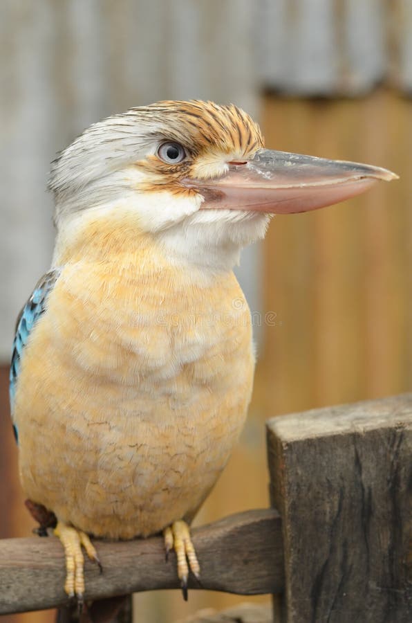 Australischer Lachender Lachender Hans-Vogel Stockbild - Bild von ...