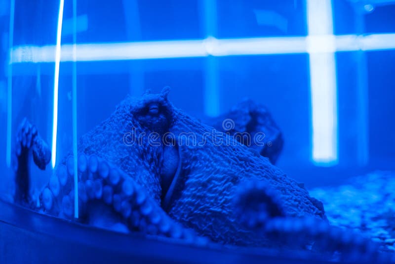 Krake Unterwasser stockbild. Bild von krake, riff, fotographie - 11757503