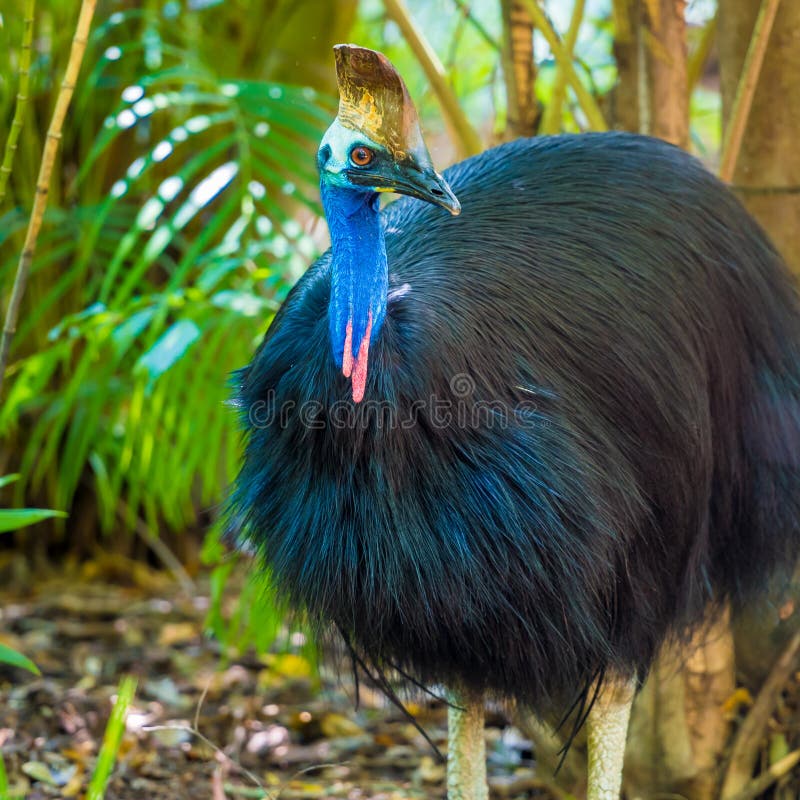 Kasuar stockbild. Bild von kasuar - 35601757