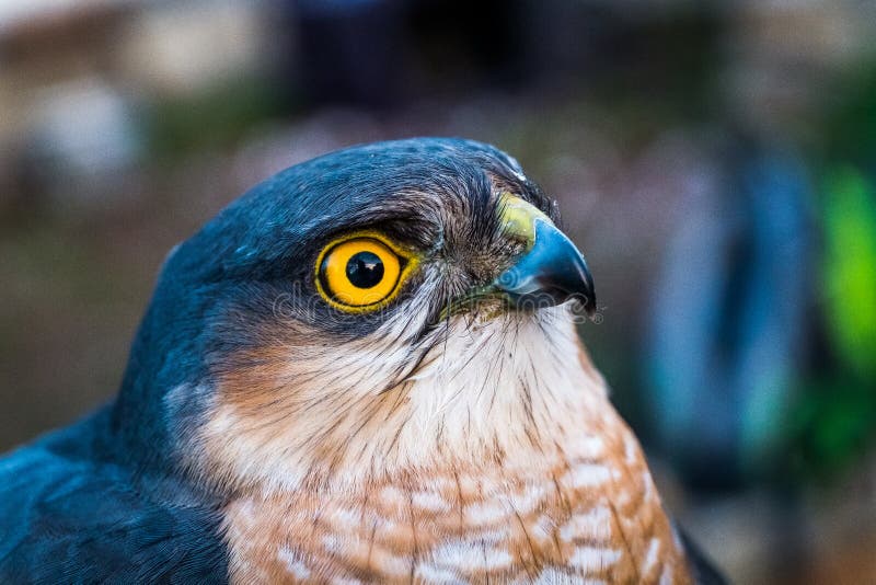 Sperber im Flug stockfoto. Bild von sonderkommando, leben - 35389578