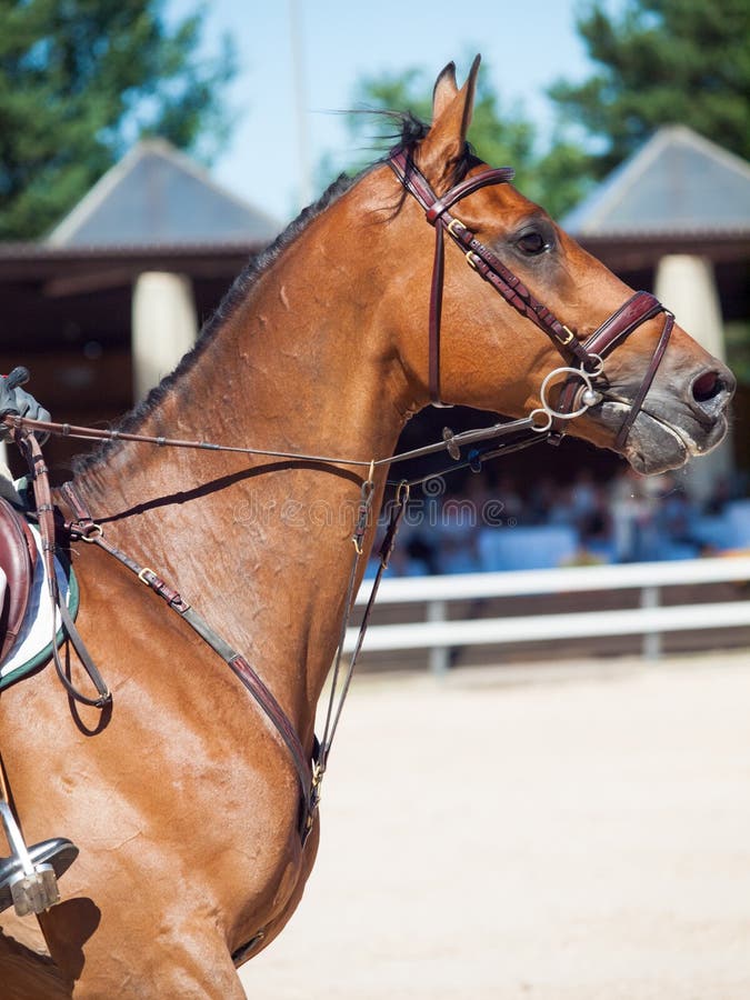 Springendes Pferd Mit Reiter Stockfoto - Bild von erscheinen, pferd ...