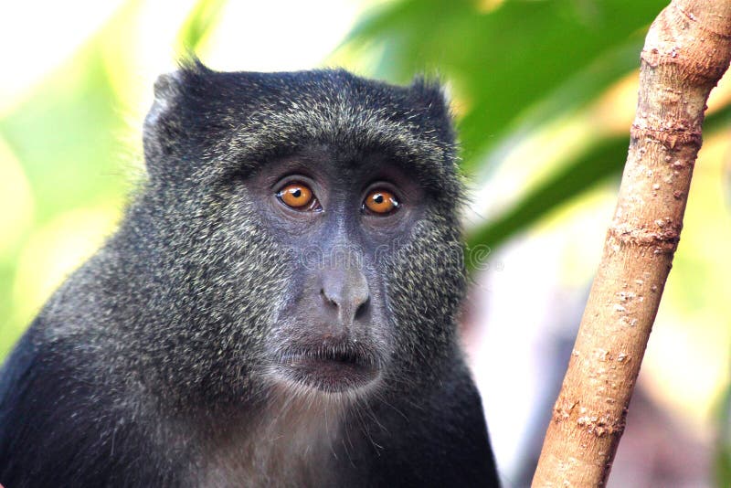 Blauer Affe stockfoto. Bild von vogel, park, blau, eingebürgert - 36474852