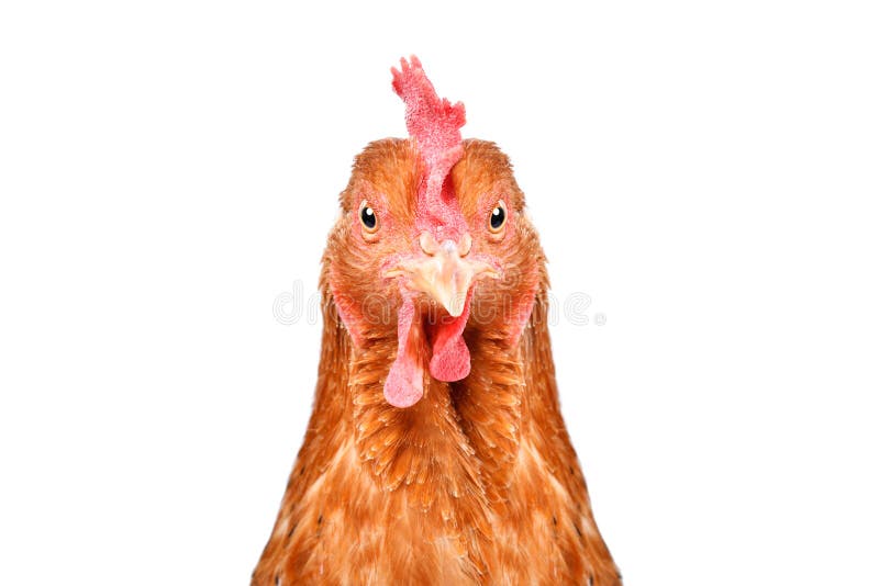 Lustiges Huhn stockfoto. Bild von kopf, federn, huhn - 22279604
