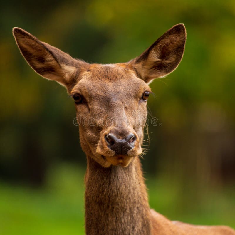 Portrai of a doe stock image. Image of autumn, antlers - 163632143