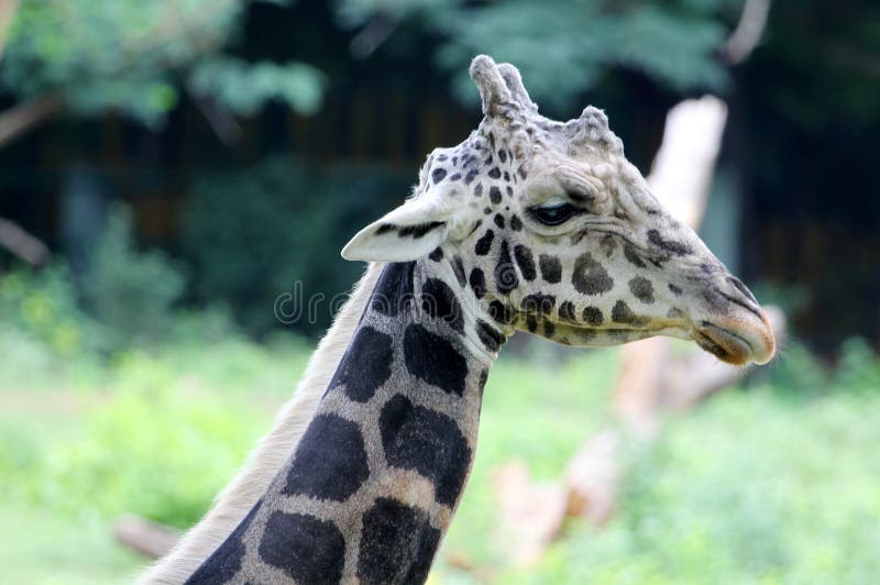 Portraiat von jiraffe stockbild. Bild von wildnis, tiere - 43098091