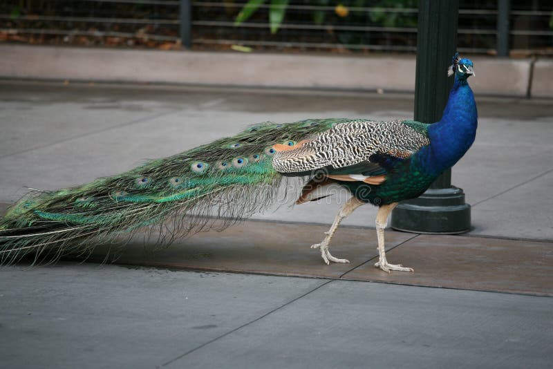 Portraid De Pássaros Do Pavão Imagem de Stock - Imagem de verde ...