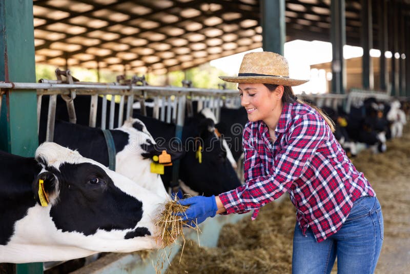 Portrait of Female Employee Working in Cowshed on Farm Stock Image ...