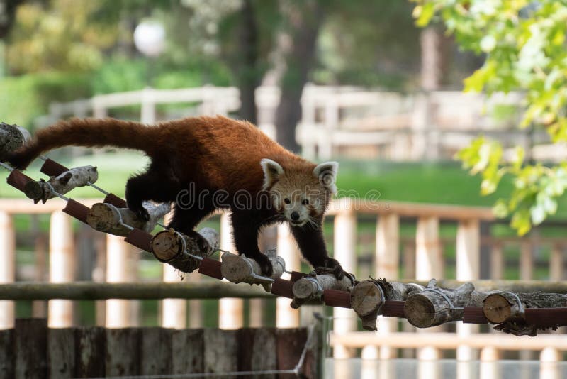 Portrait of an Active Red Panda in a Zoo Stock Image - Image of china ...