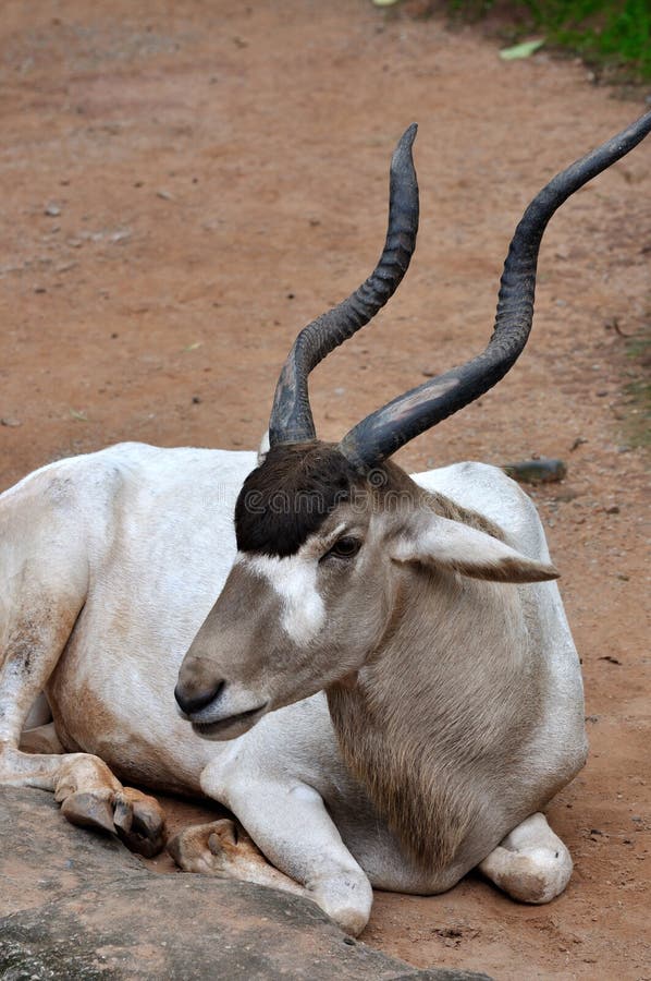 Portrait of an Addax stock image. Image of curve, beautiful - 14522741