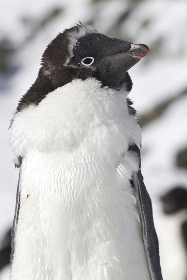 Portrait of Adelie Penguin Sitting in the Nest Stock Photo - Image of ...