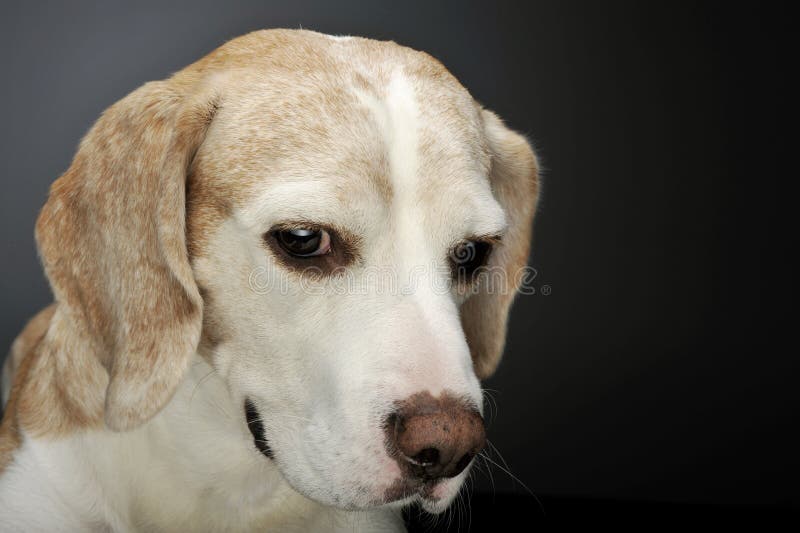 Portrait of an Adorable Beagle Stock Photo - Image of purebred, mammal ...