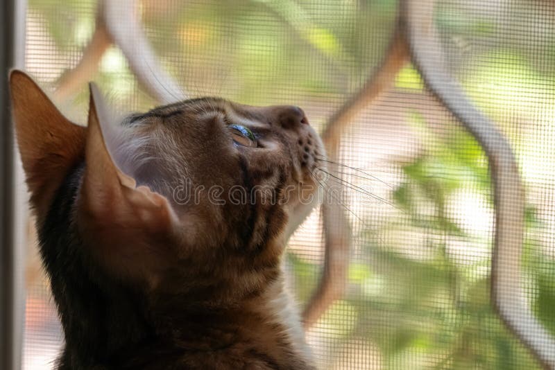 Portrait of an Adorable Bengal Kitten Stock Image - Image of happy ...