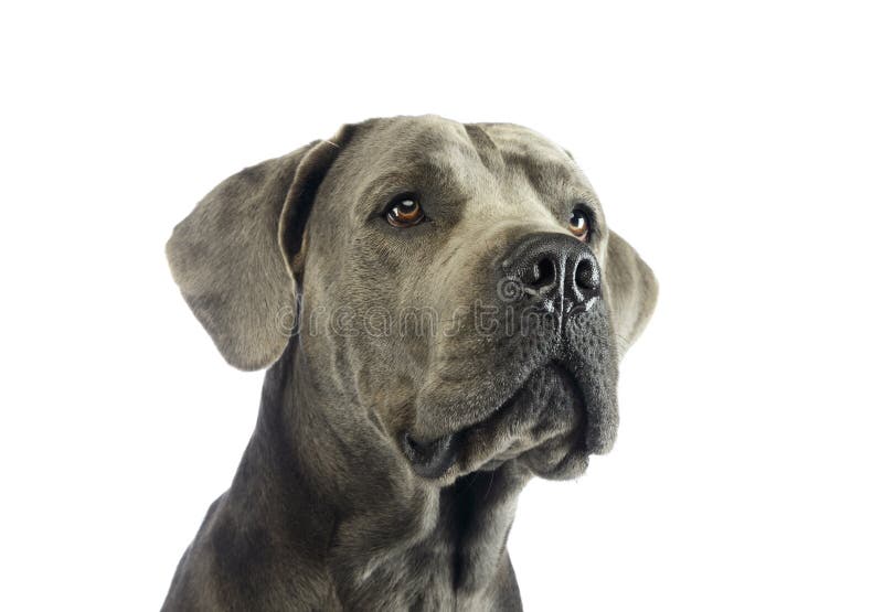 Portrait of an Adorable Great Dane Stock Photo - Image of headshot ...