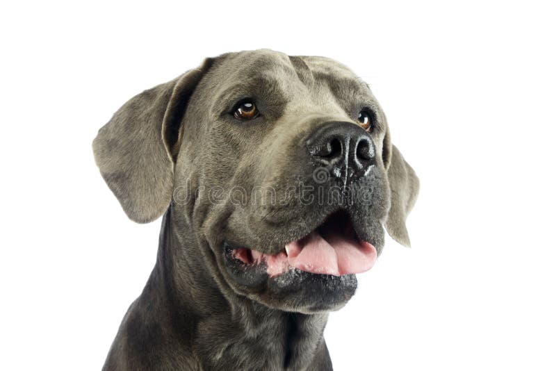 Portrait of an Adorable Great Dane Stock Photo - Image of isolated ...