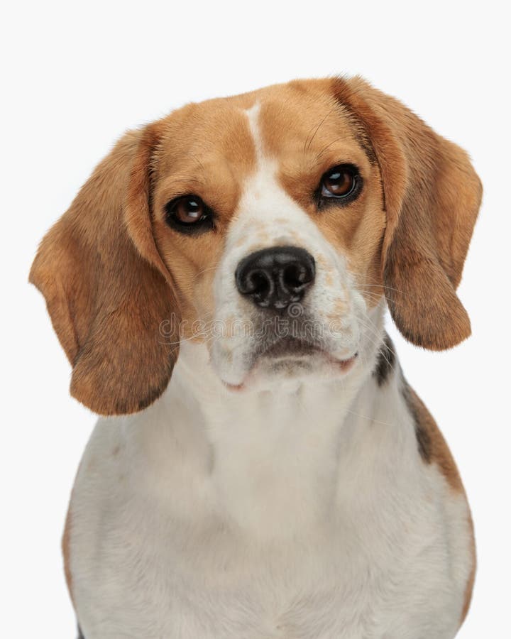 Beagle puppy barking stock image. Image of canine, alert - 17755037