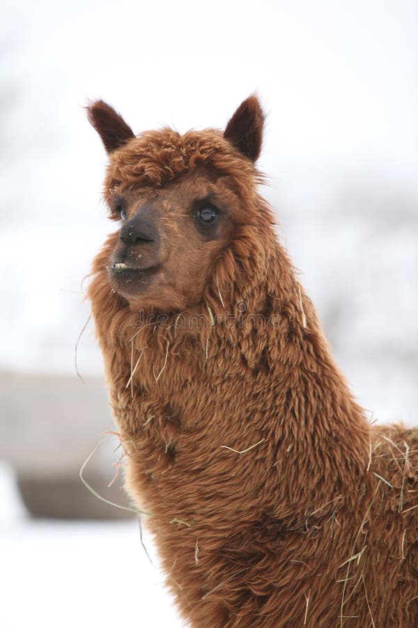 Llama in winter stock photo. Image of england, north - 158978216