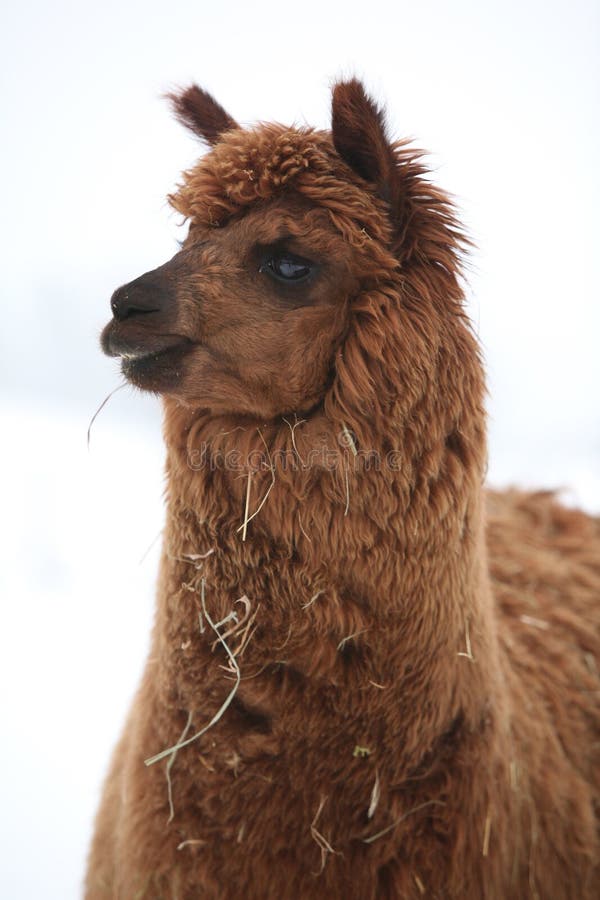 Llama in winter stock photo. Image of england, north - 158978216