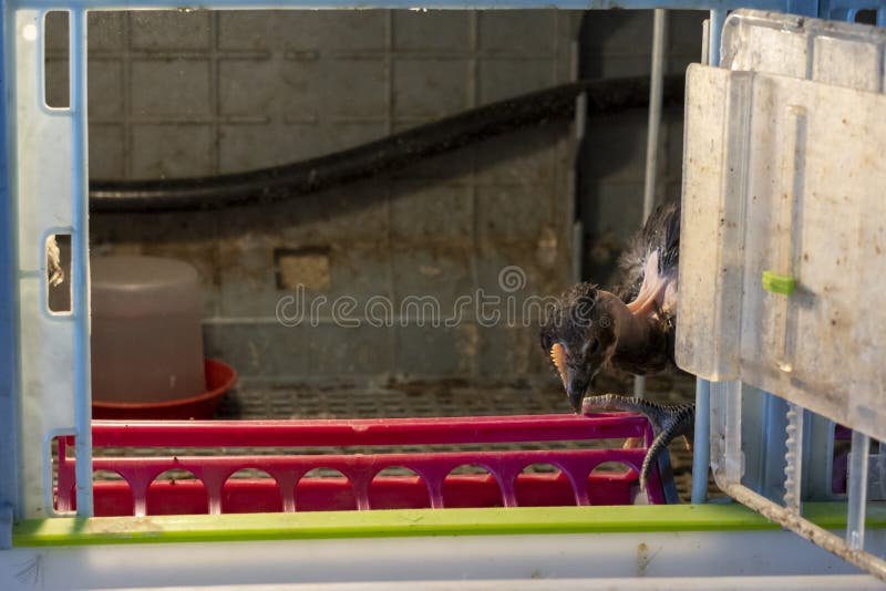 Portrait of an Adorable Poult, in a Brooder. Stock Photo - Image of ...