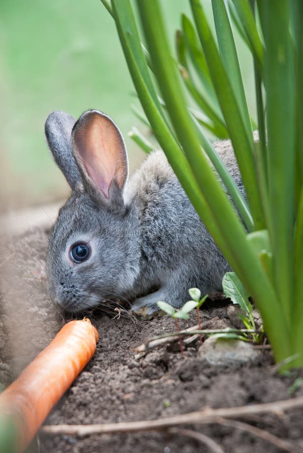 Portrait of Adorable Rabbit with Carrot Stock Photo - Image of chew ...