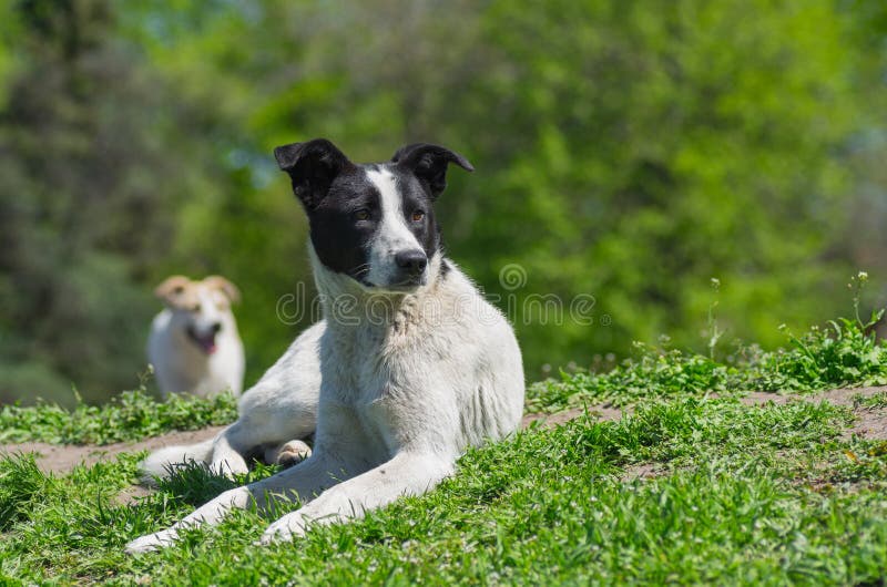 Portrait of Adorable Mixed Breed Stray Dog Stock Photo - Image of cute ...