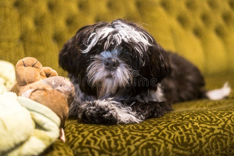 Portrait of Adorable Suzi Dog Resting on the Sofa Stock Photo - Image ...