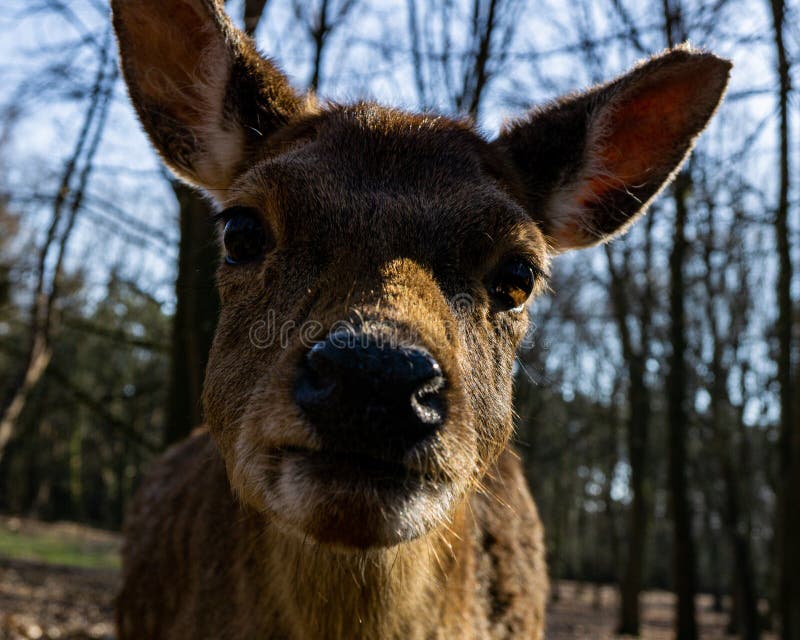 Portrait of an Adorable Young Deer with an Attentive Look in the Forest ...