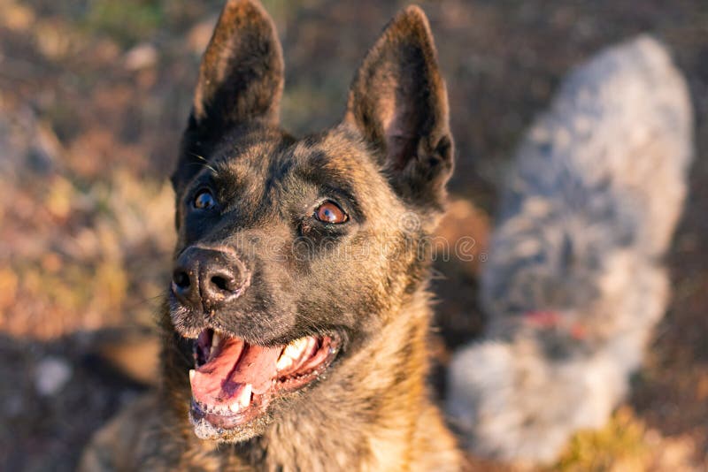 Portrait of an Adorable Young Dutch Shepherd Stock Image - Image of ...