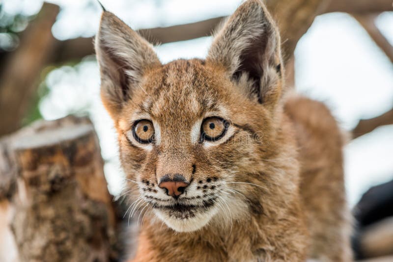 Portrait of Young Lynx stock photo. Image of travel - 164389856