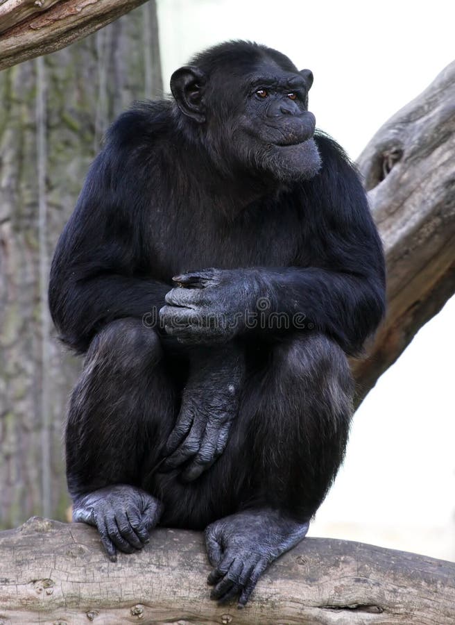Adult Chimpanzee, Houston Zoo, Texas Stock Photo - Image of park ...
