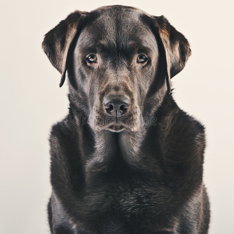 Portrait of Adult Chocolate Labrador Stock Image - Image of headshot ...