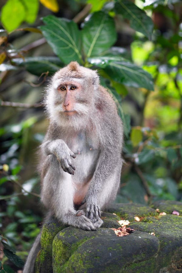 Adult Macaque Monkey Gray Langur Also Known As Hanuman Langur Endemic ...