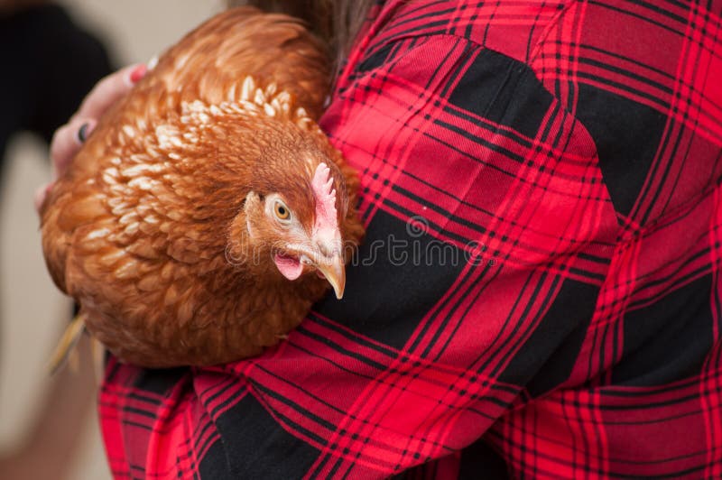 Chicken in Arms before Adoption Stock Image - Image of chickens, meadow ...