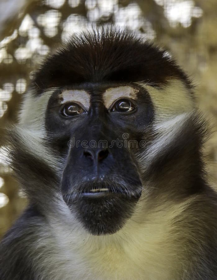 Portrait Africain De Visage De Singe Photo stock - Image du noir ...