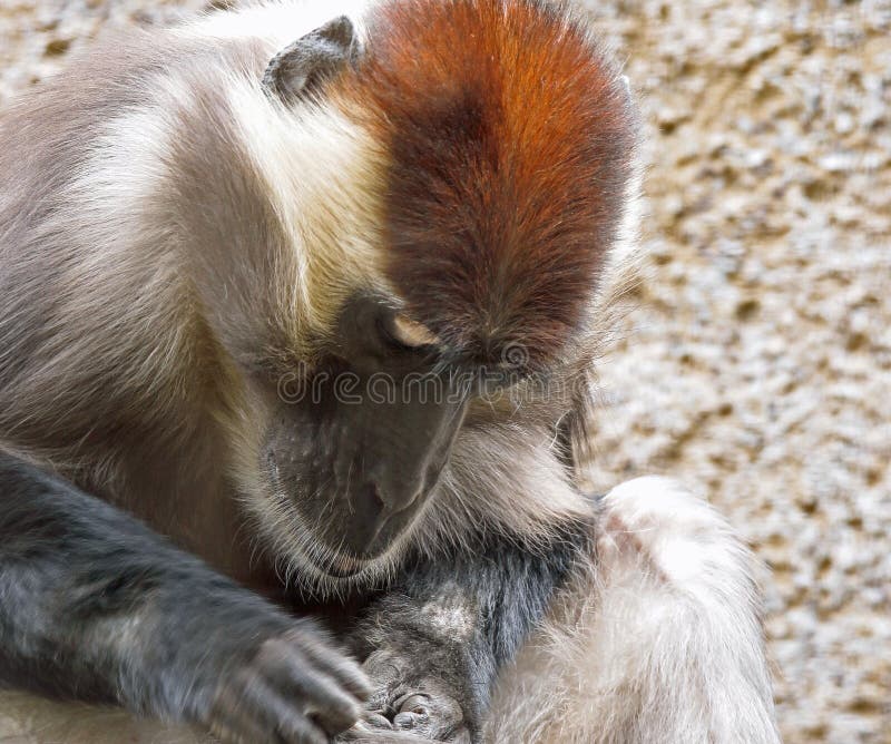 Portrait Africain De Visage De Singe Image stock - Image du yeux, noir ...