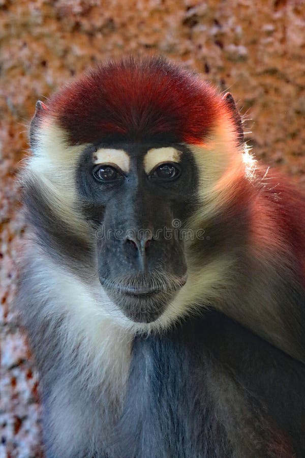 Portrait Africain De Visage De Singe Image stock - Image du adorable ...