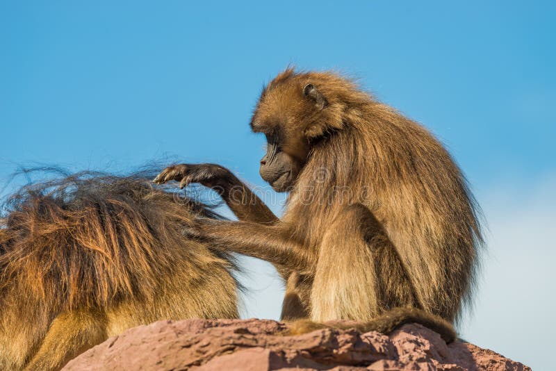 African Baboons Walking in the Forest Stock Photo - Image of jungle ...
